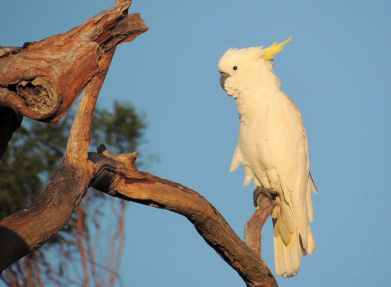 Cockatoo Care Secrets Vets Wish Every Bird Owner Knew Before Buying